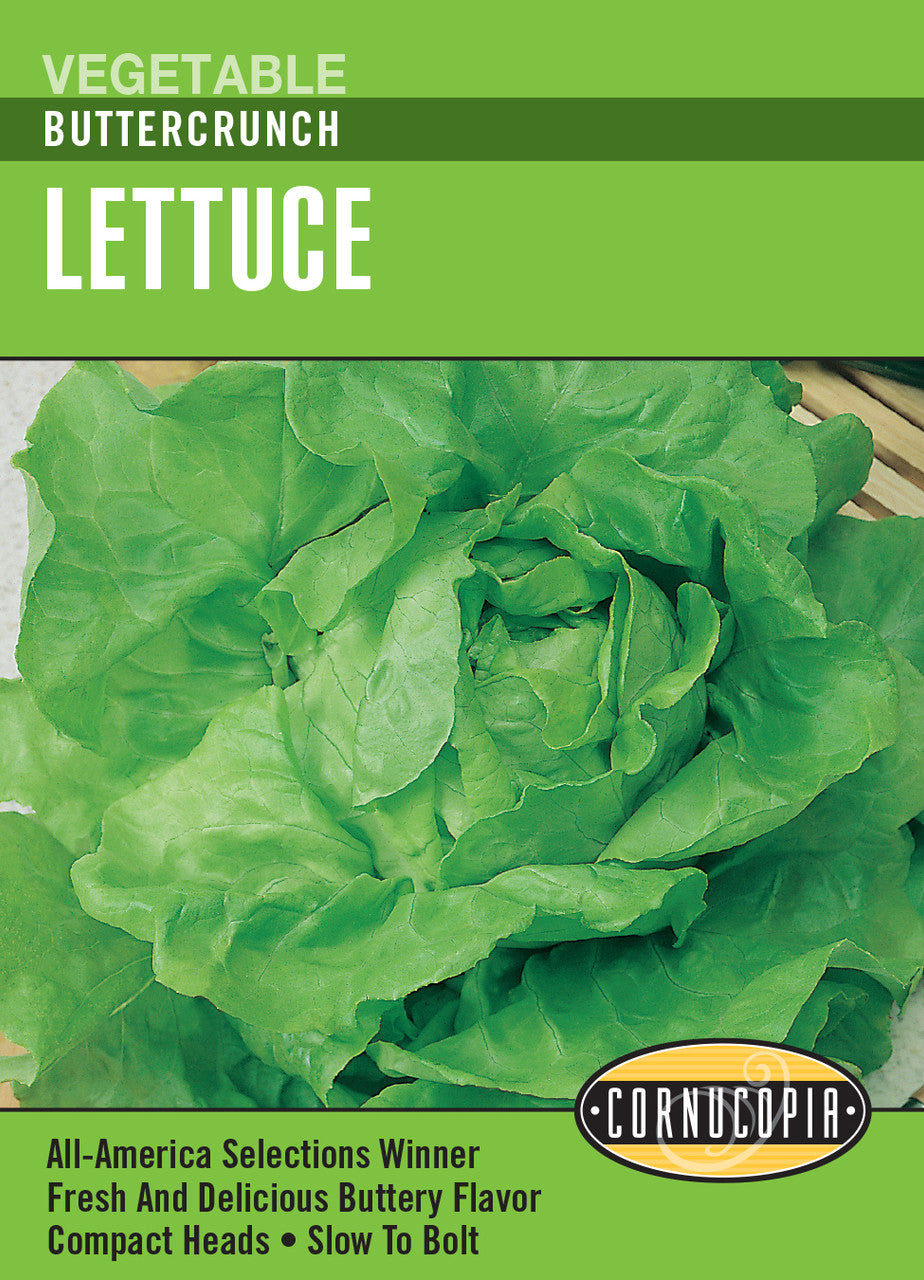 Lechuga Lettuce Buttercrunch – MELO Agropecuario